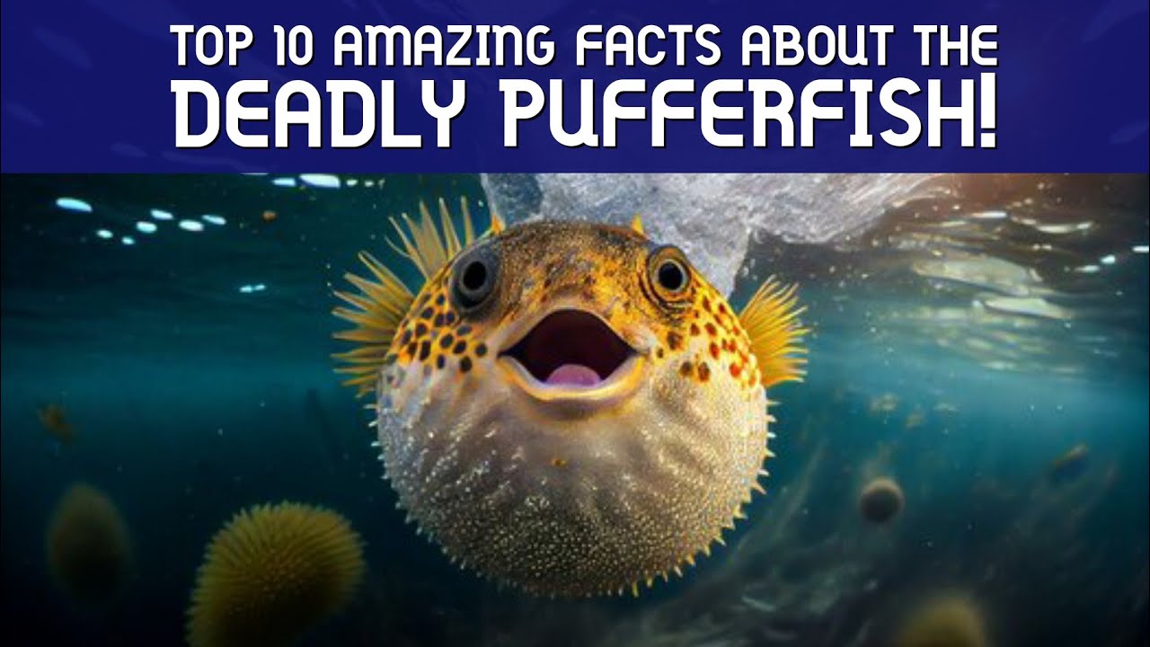 Deadly Pufferfish: Top 10 Amazing Facts about the Pufferfish - YouTube