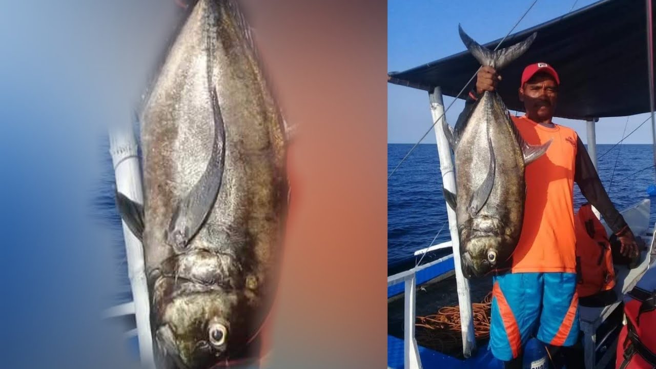 Giant trevally 10Kg - YouTube