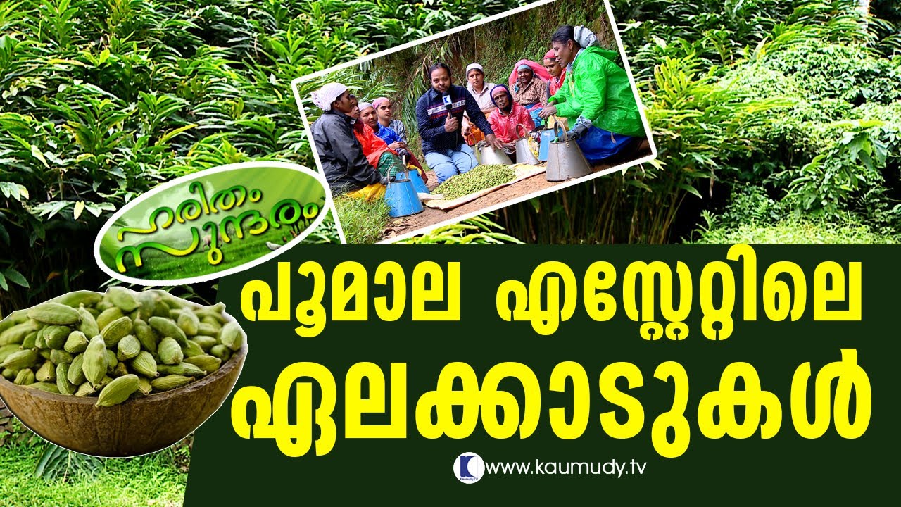 Cardamom gardens of Poomala Estate | Haritham Sundaram EP 130 | Kaumudy ...