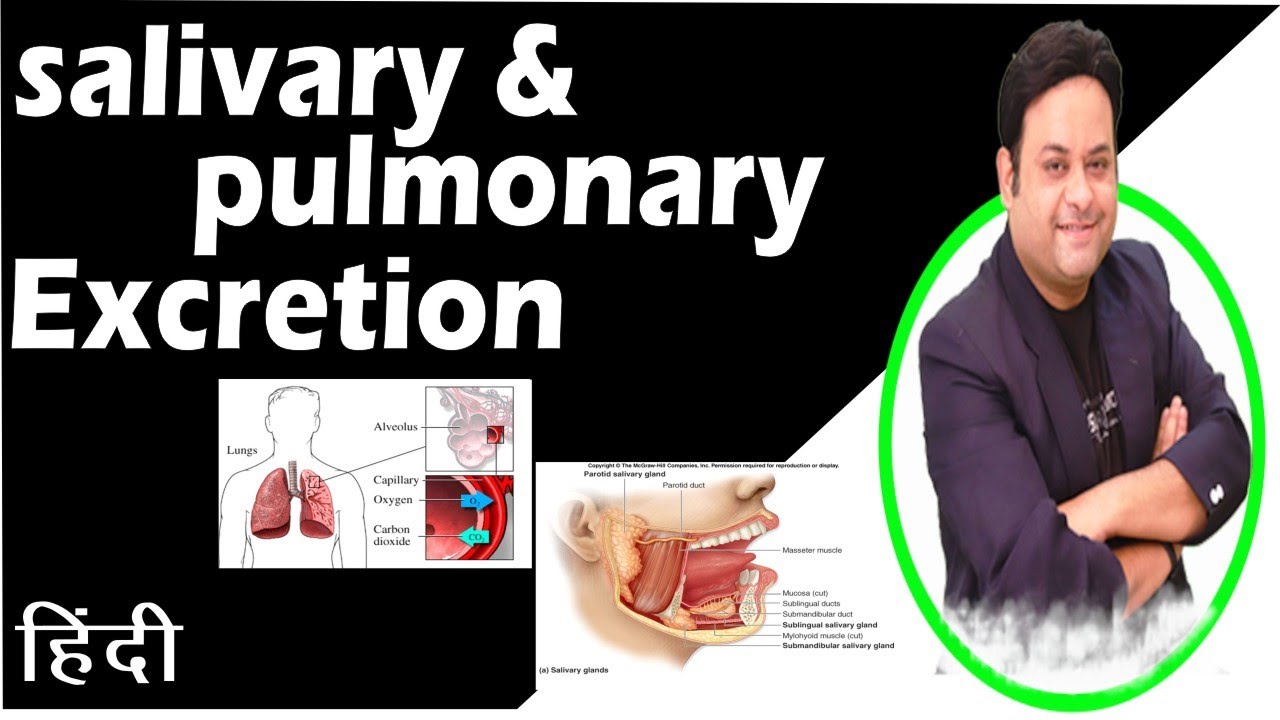 pulmonary and salivary excretion - YouTube