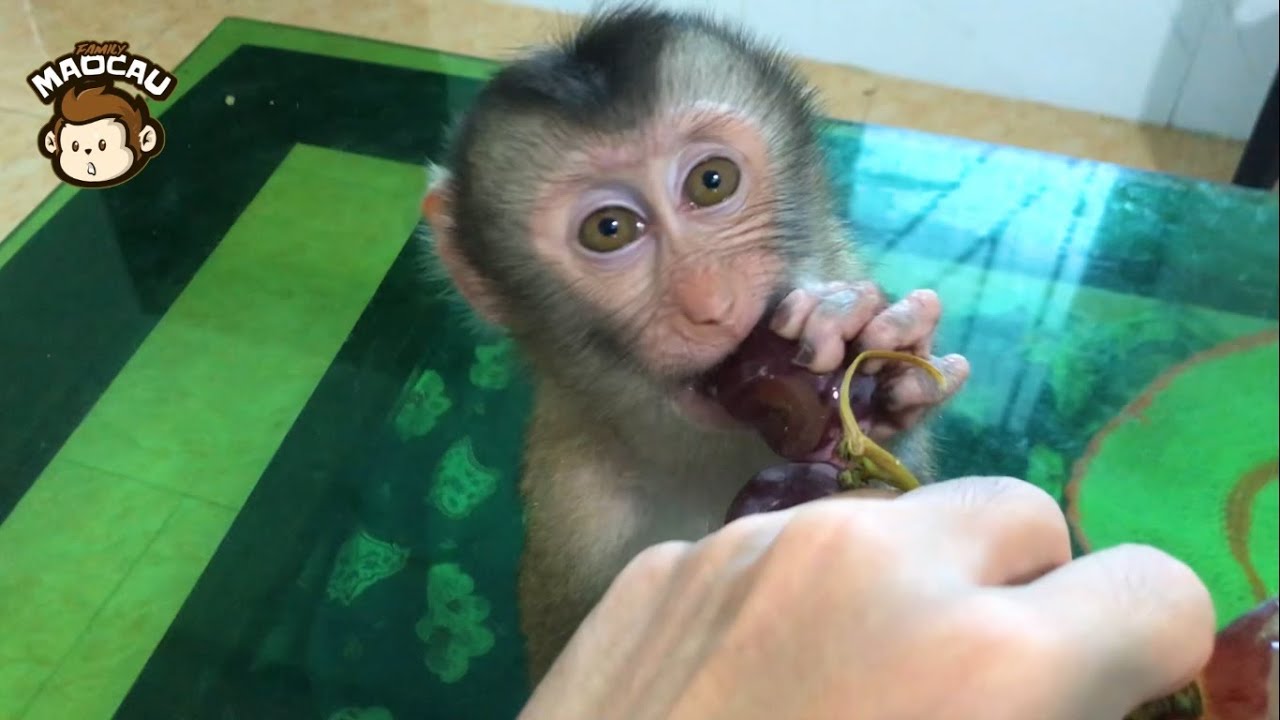 The baby monkey bites one fruit after another but doesn't eat all of it ...