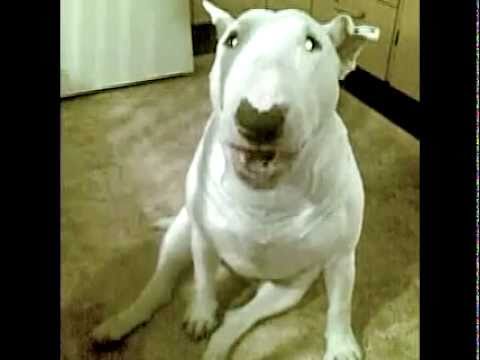 Bull terrier talking again.. - YouTube