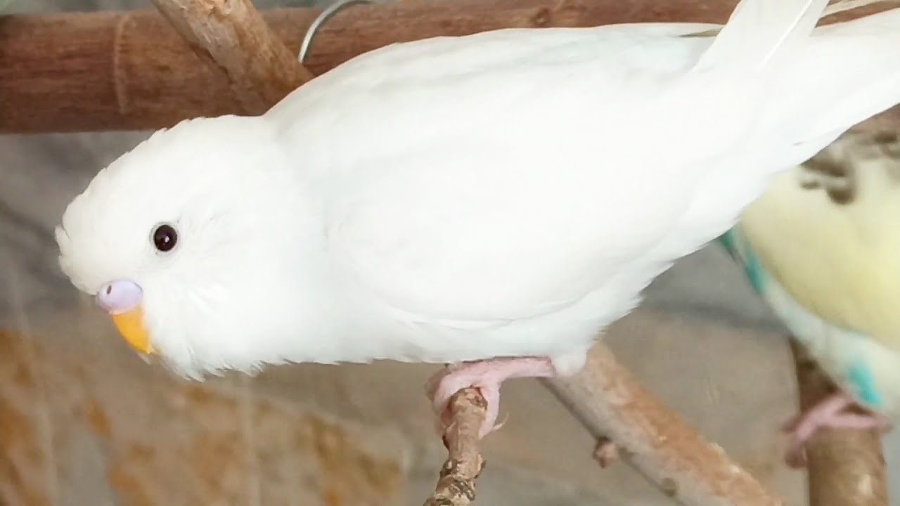 my cuty white budgie name is snow ️ ️😍 ️ #budgie #budgies #parakeet # ...