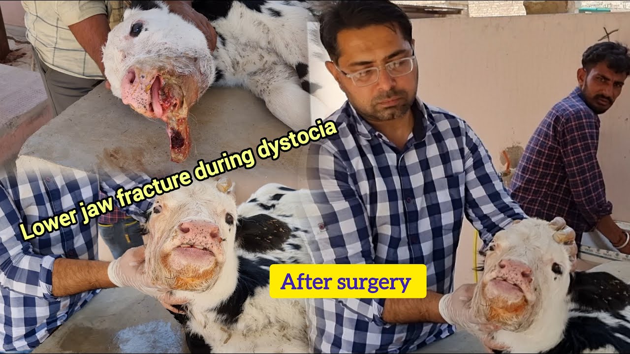 Lower jaw fracture in HF calf! Mandibular fracture in calf! Fracture ...