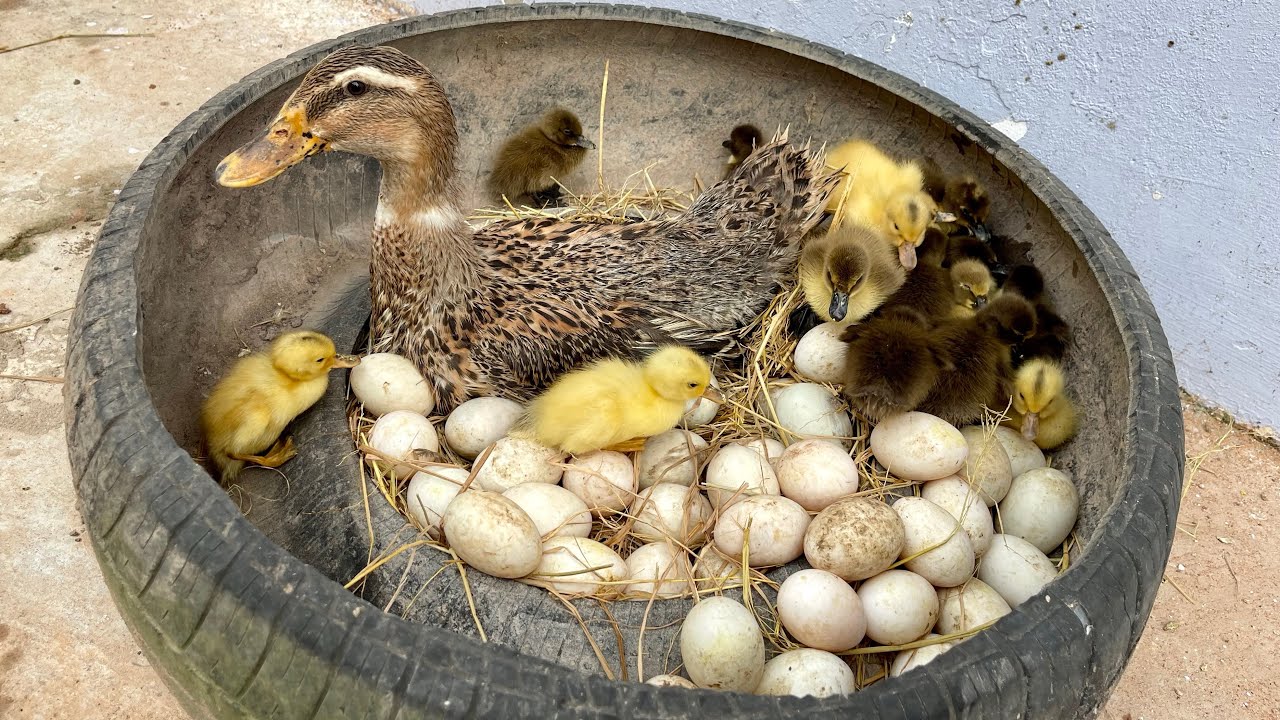 Amazing Pekin Duckling Hatching From Eggs - Nee Baby Duck - YouTube