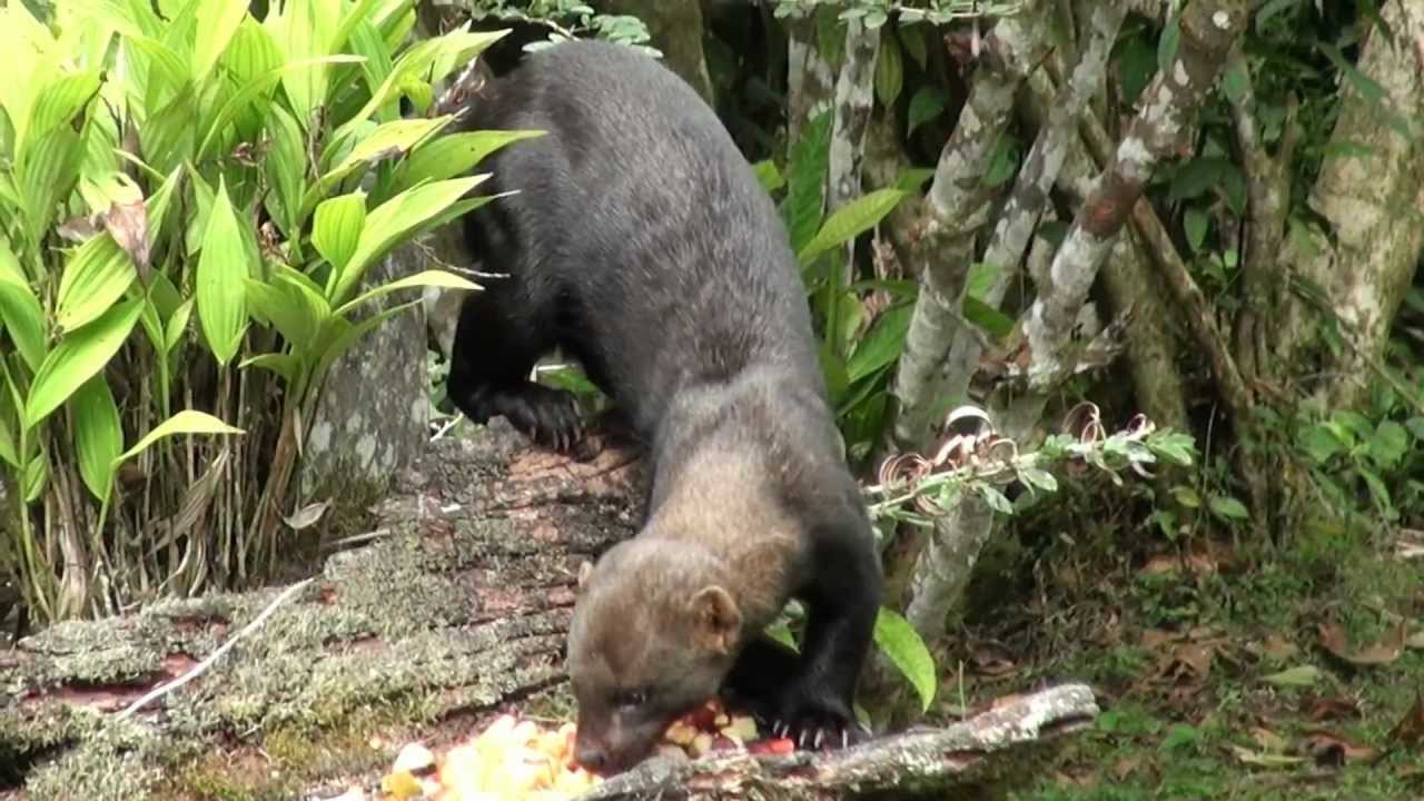 Tayra - YouTube