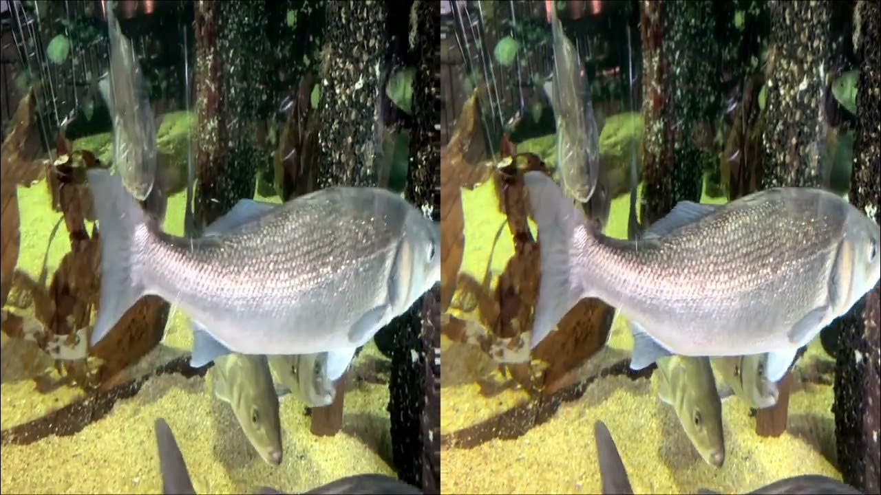 Nausicaa Aquarium Frankreich, 3D HSBS für 3D TV - YouTube