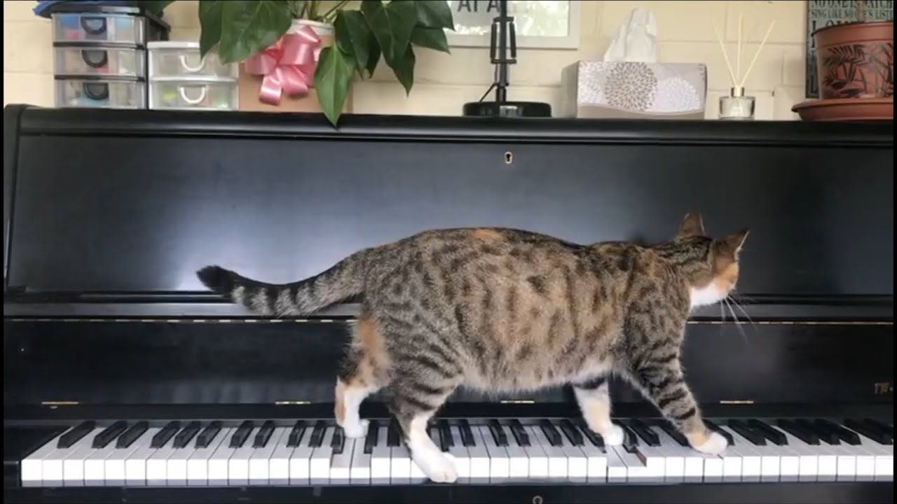 Cat walking on piano keys 🎹 😸 - YouTube