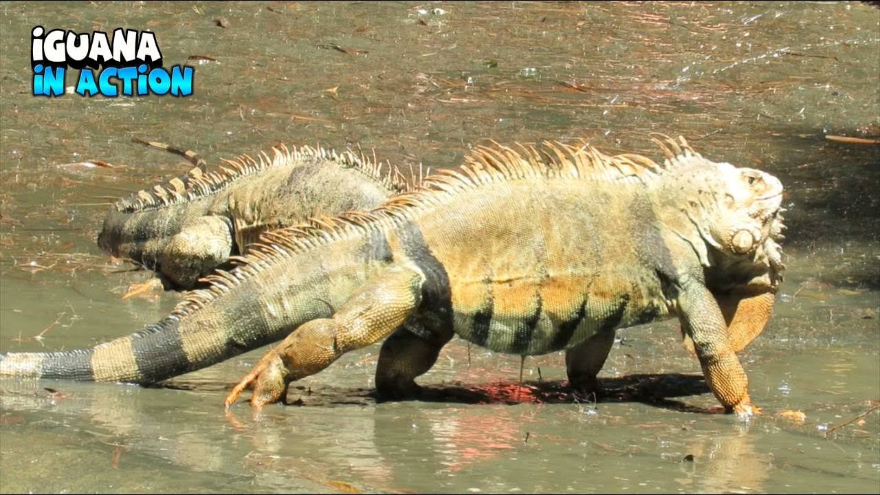 Best Friends Iguanas in Action - YouTube