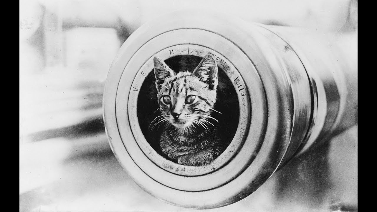 Unsinkable Sam: The Cat that survived 3 shipwrecks during WW II - YouTube