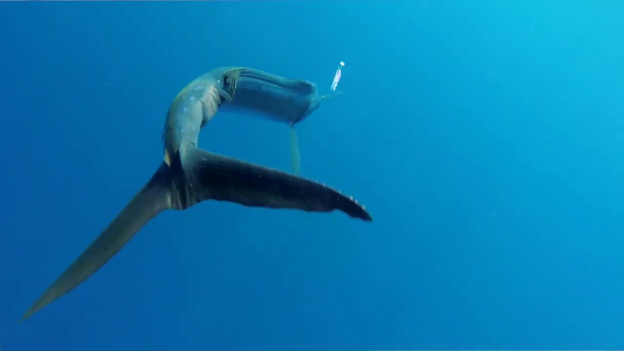 Billfishing on the Fly! VLOG 1 - Intensity Sportfishing - YouTube