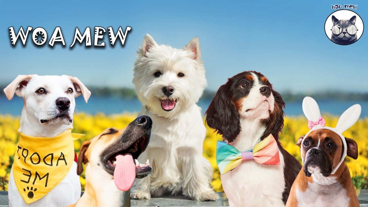 Compilation of happy dogs, Dogs that bring laughter🐶🐶🐶 - YouTube