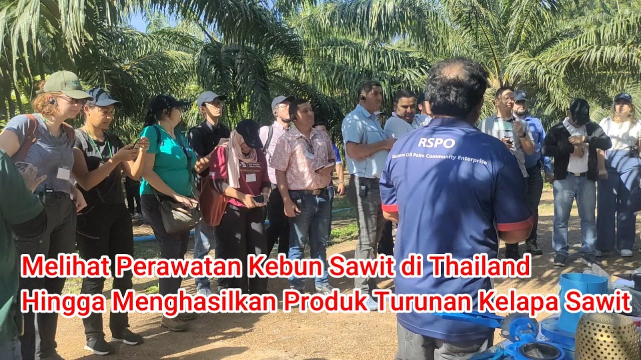 Begini Cara Perawatan Kebun sawit diThailand, Hingga Menghasilkan ...