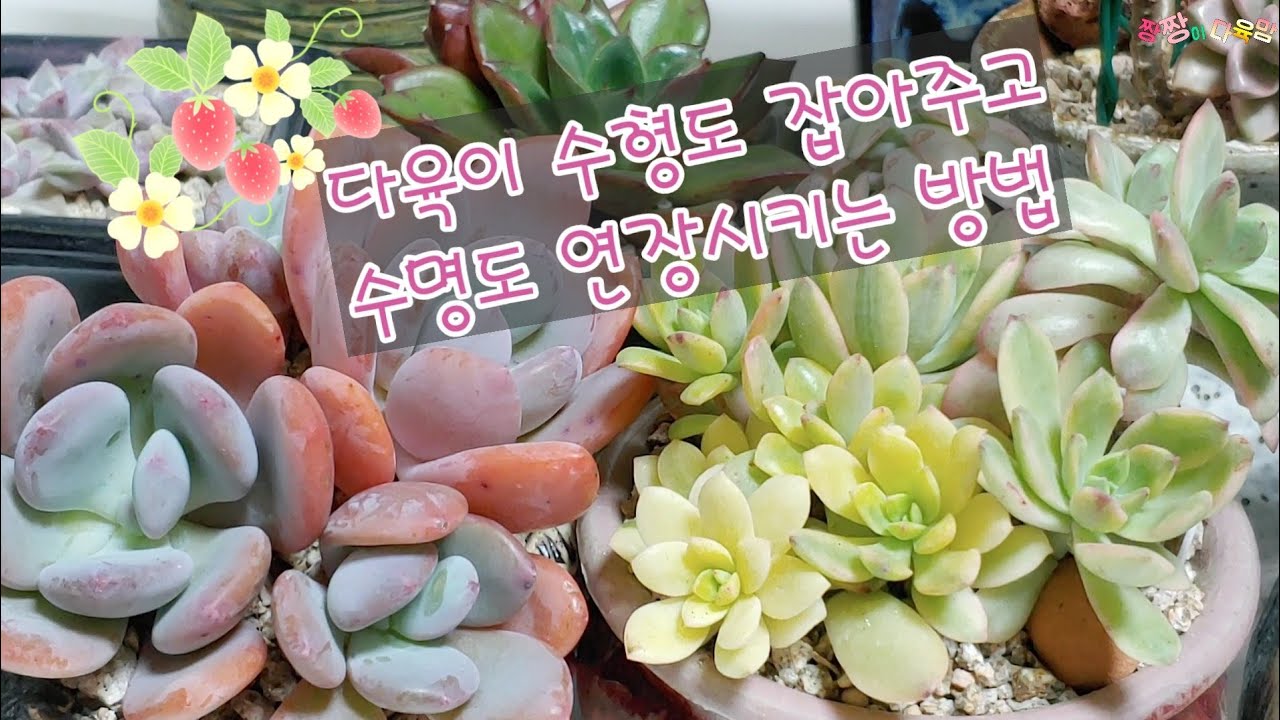 다육이 수형잡는 여러가지방법 💥수명짧은 다육이 연장하는방법⭐초보님이 키우기 쉬운 다육이🌿🤗 Youtube