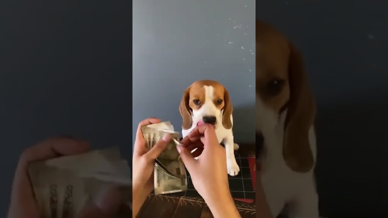 How To Count Notes With Help Of Unique Note Counting Cum Licking How To Count Notes With Help Of Unique Note Counting Cum Licking