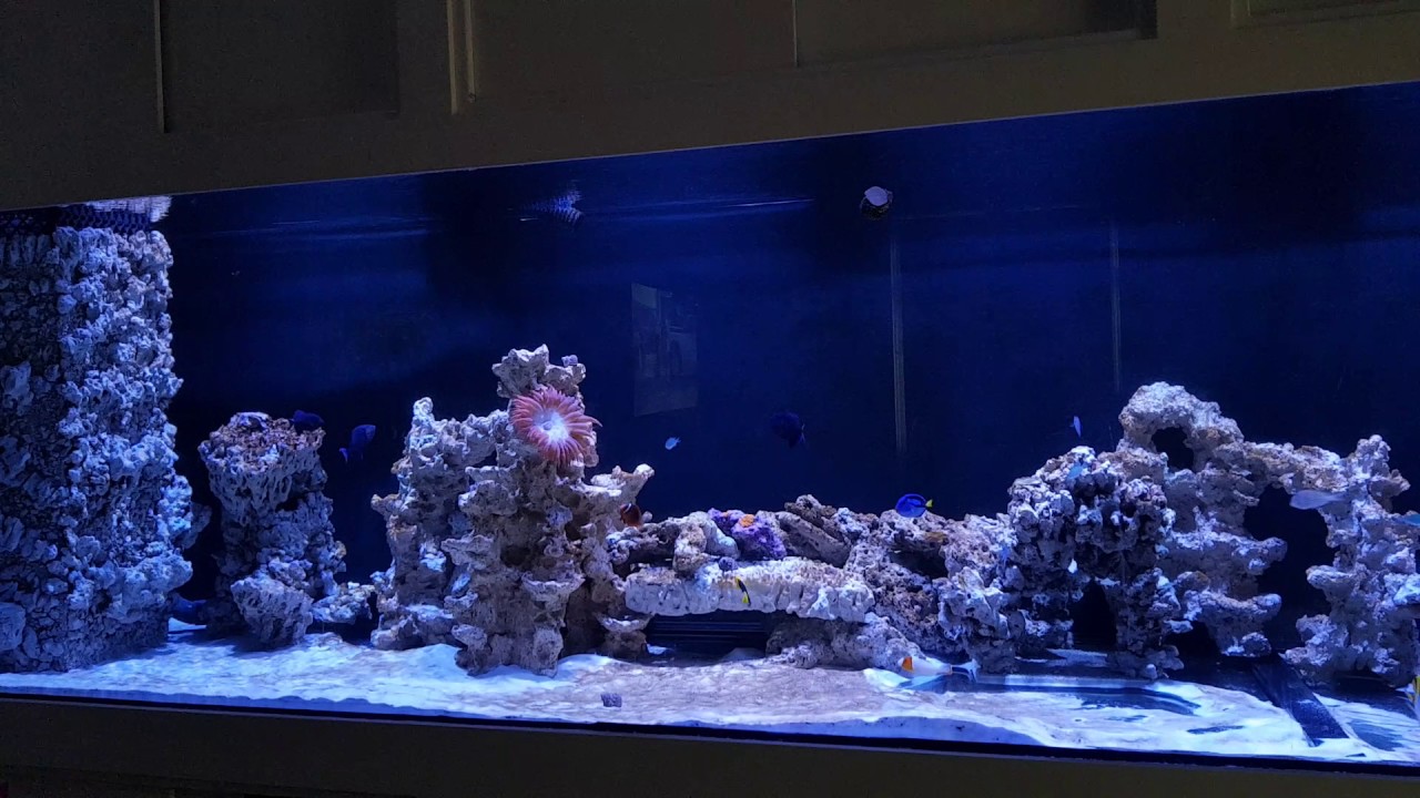 3000 liter home aquarium sea water - YouTube