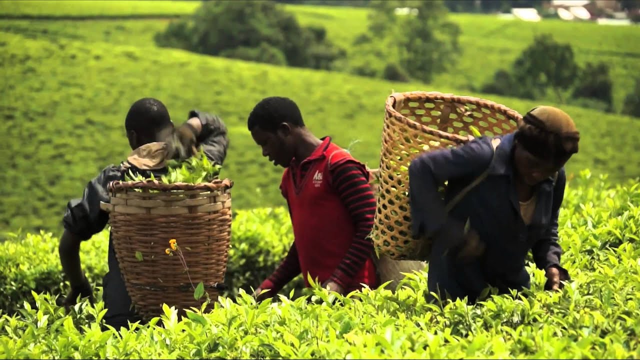 Carte Video Cameroun: NDAWARA - YouTube