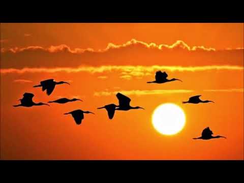 Kuşlar - Ömer Karaoğlu