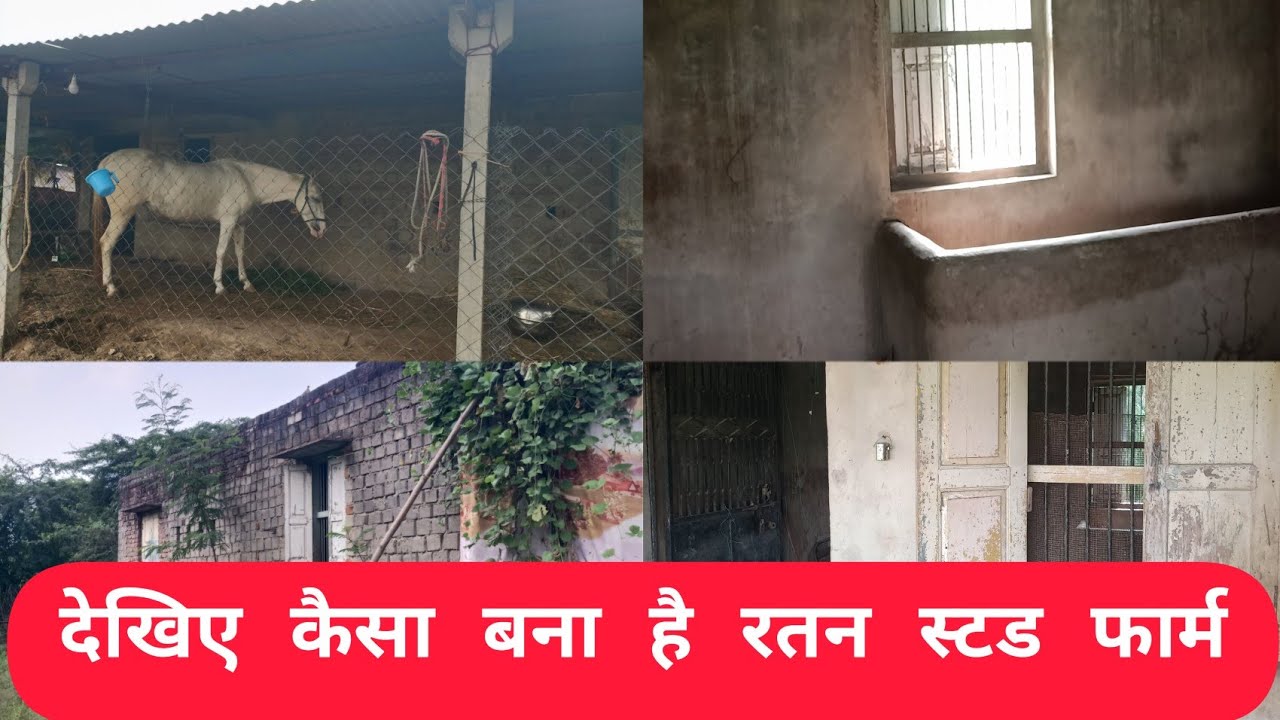 Ratan stud farm setup देखिए कैसा है रतन स्टड फार्म stud farm tour ...