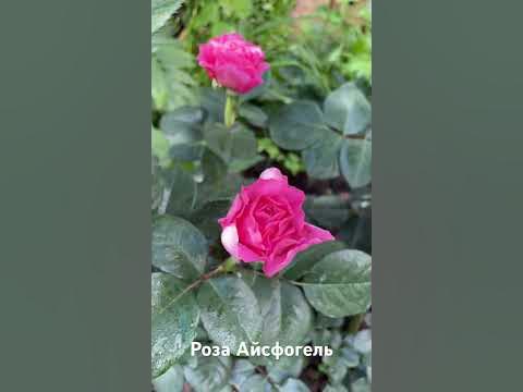 Роза Айсфогель / Rose Eisvogel - YouTube