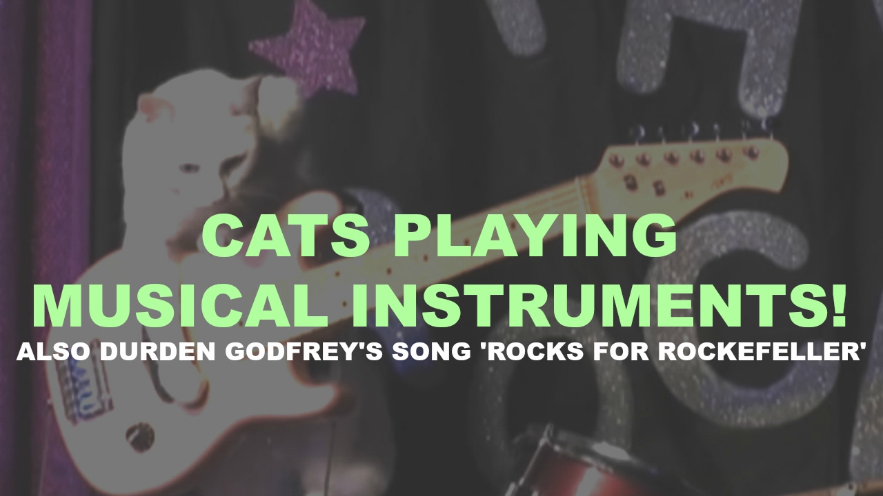 Cats Playing Musical Instruments - YouTube