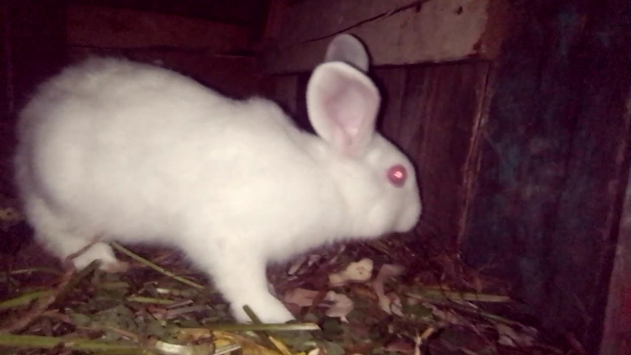 How to start Rabbit farming in Kenya with only_500kes - YouTube