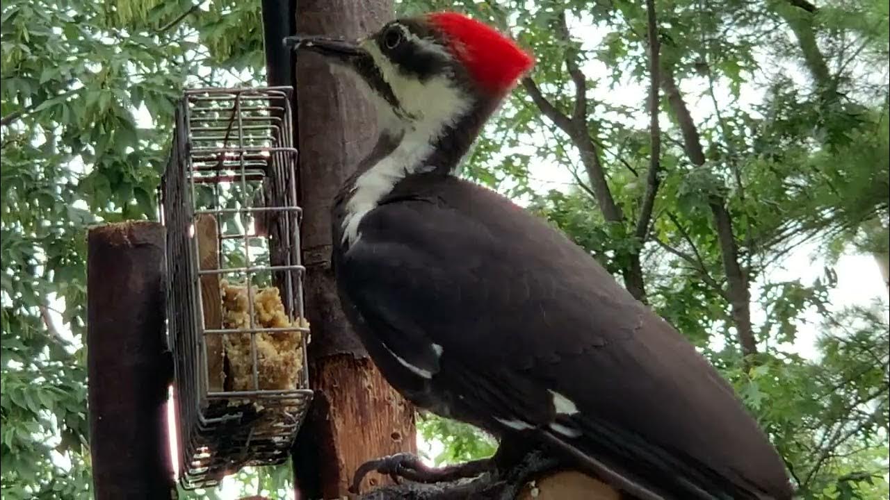 Juvenile girl pileated woodpecker - YouTube