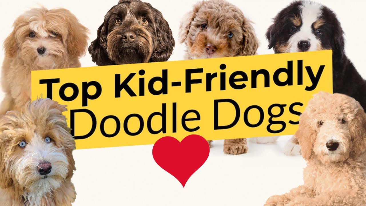 Top Kid-Friendly Doodle Dogs 🐶 ️👧 - YouTube