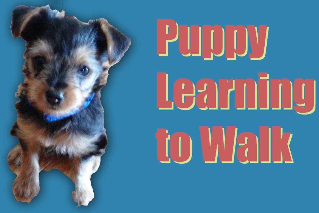 Puppy Learning to Walk - YouTube