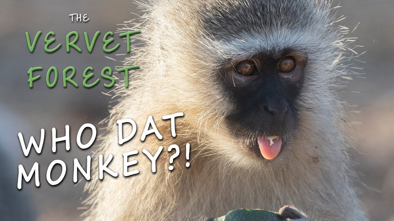 How to Identify a Vervet Monkey and Tell Them Apart - Vervet Forest ...