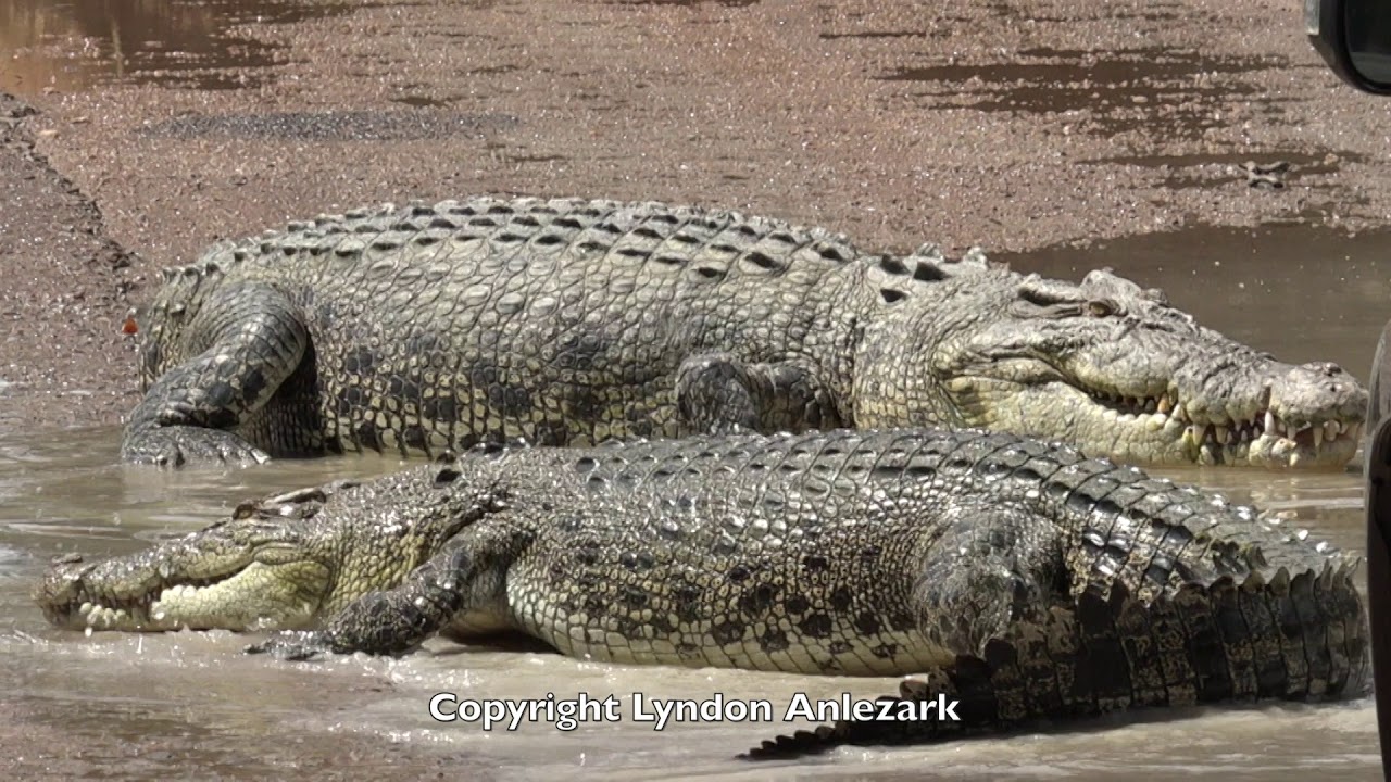 Lyndon's Crocodile Diaries: Big Sunday at Cahill's Crossing - YouTube