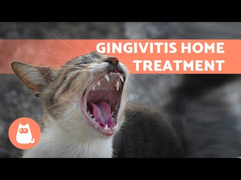 Is Tooth And Gum Disease Contagious In Cats