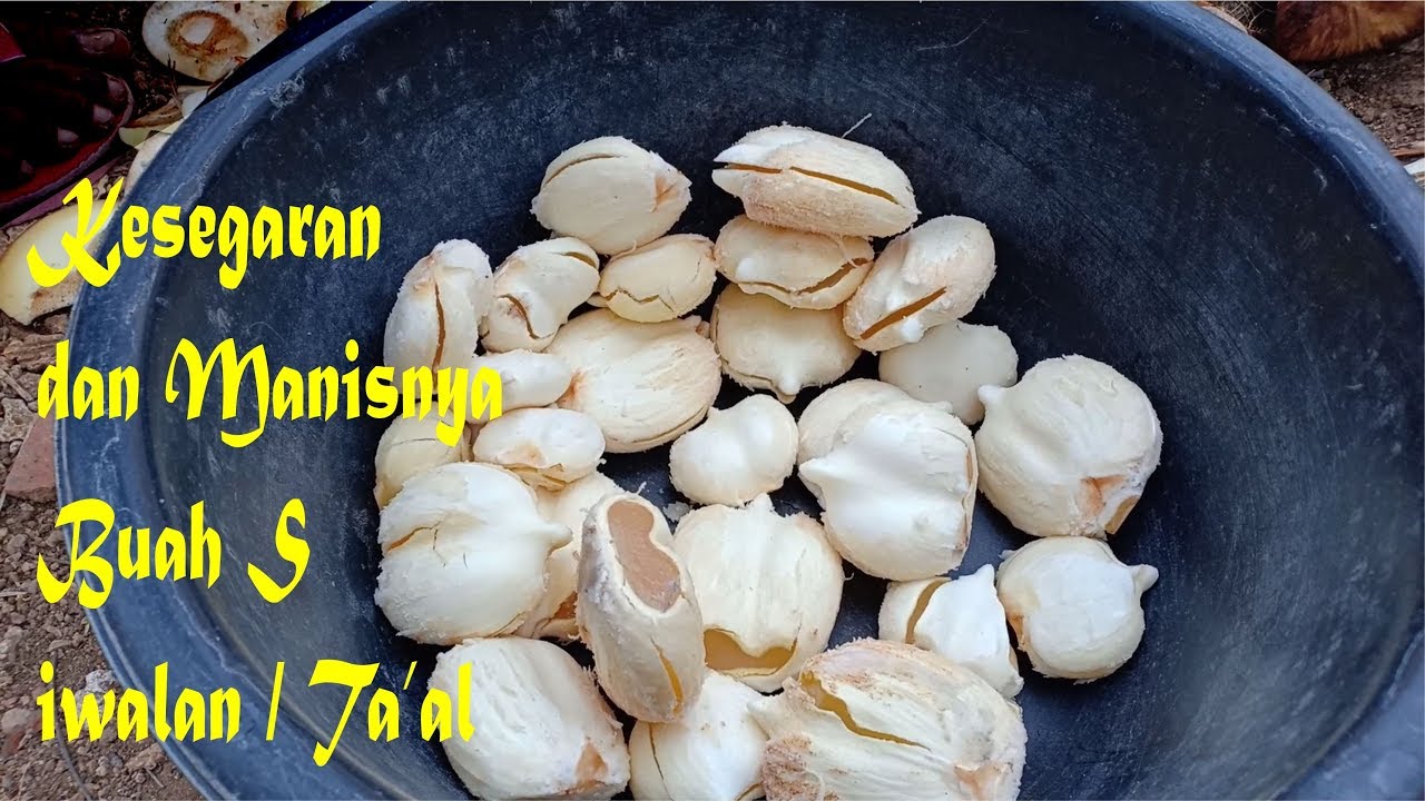 Mengunjungi Kebun Siwalan dan Melihat Cara Mengupas dari buahnya - YouTube