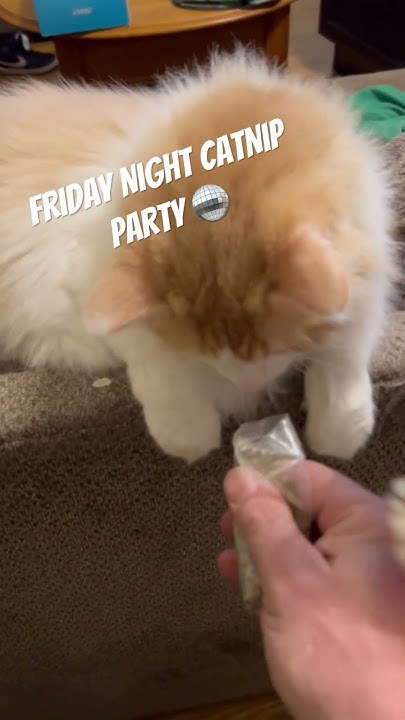 Friday Night Catnip Party #cats #calicocat #orangecat - YouTube