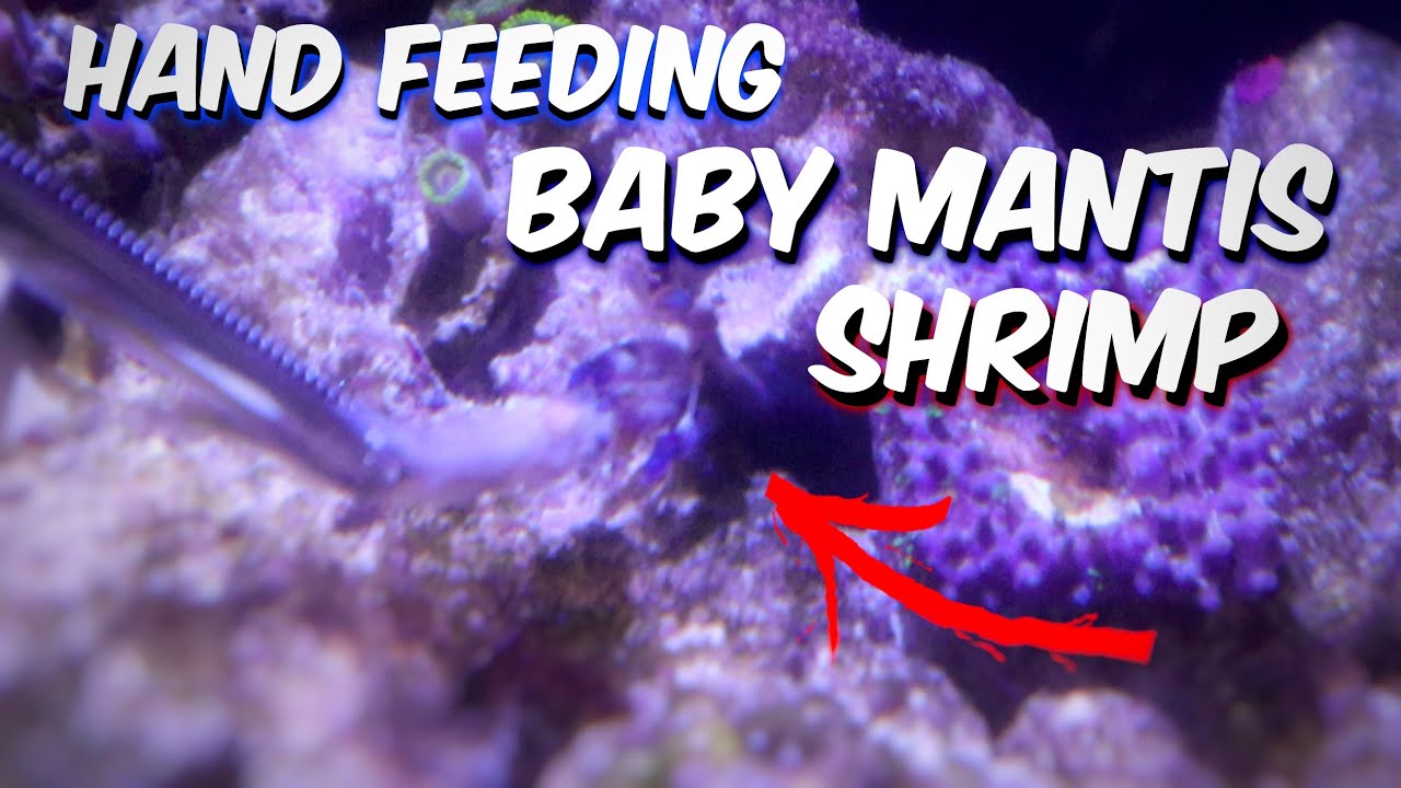 FEEDING MY FISH To MY baby MANTIS SHRIMP !! - A1A Adventures - YouTube
