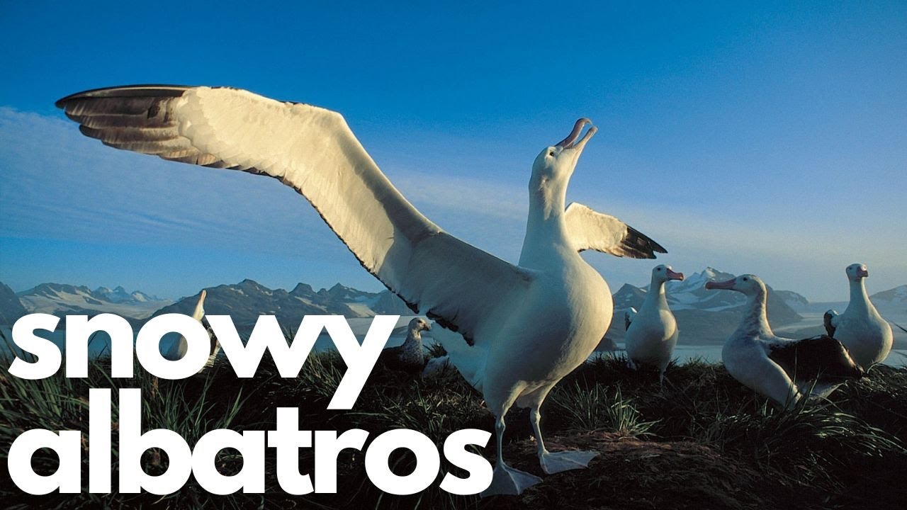The Majestic Journey of the Snowy Albatross - YouTube