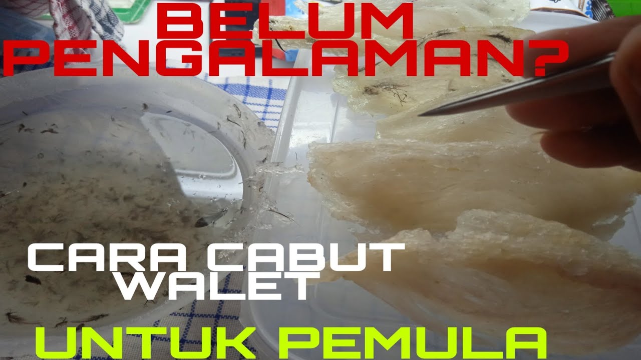 cara membersihkan sarang burung walet, tips cabut bulu walet bagi ...