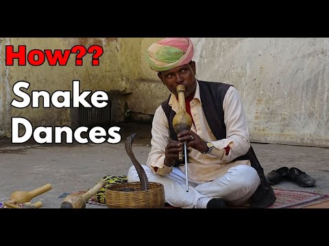 Why Snake dance on Flute - YouTube