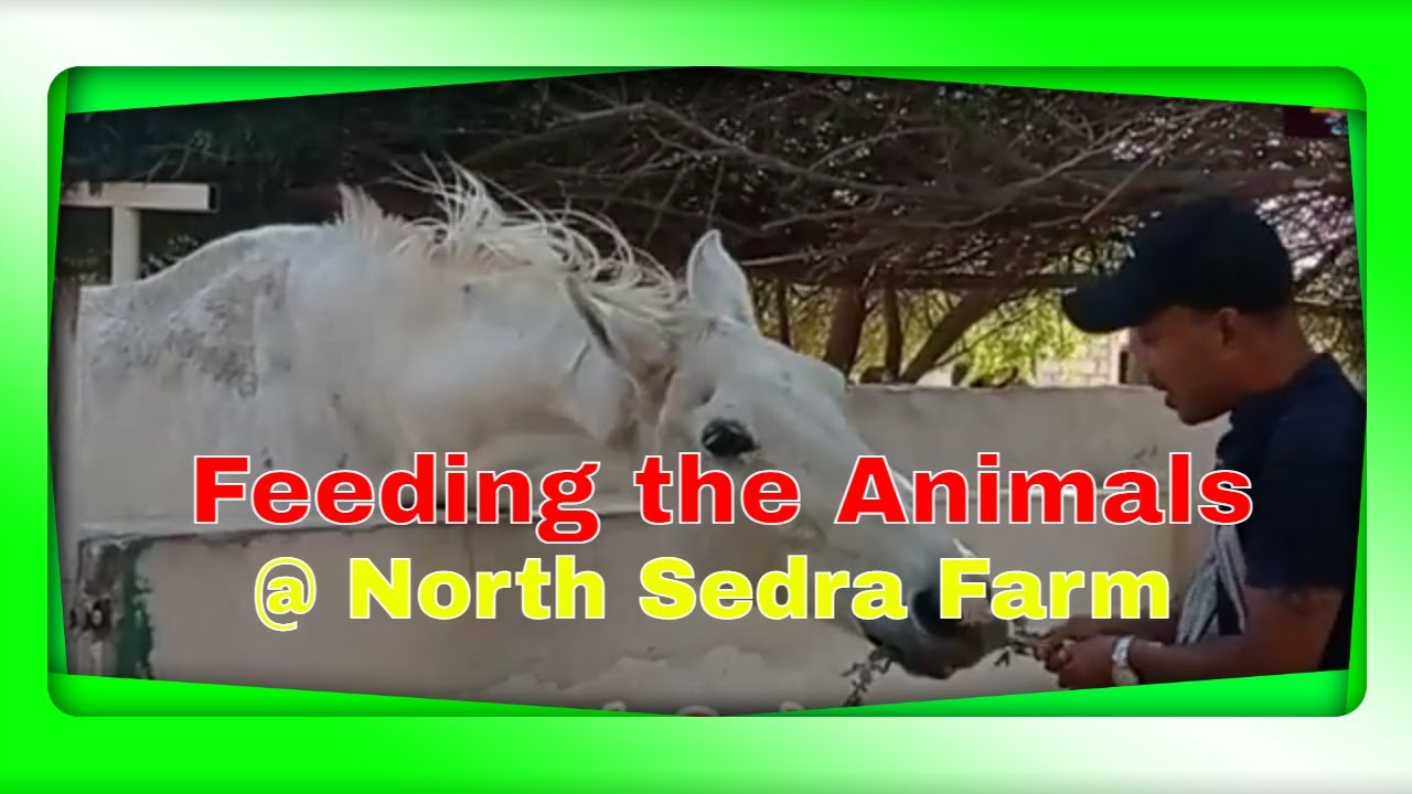 NORTH SEDRA FARM | Best Places to visit in Qatar 2023 | #northsedrafarm ...
