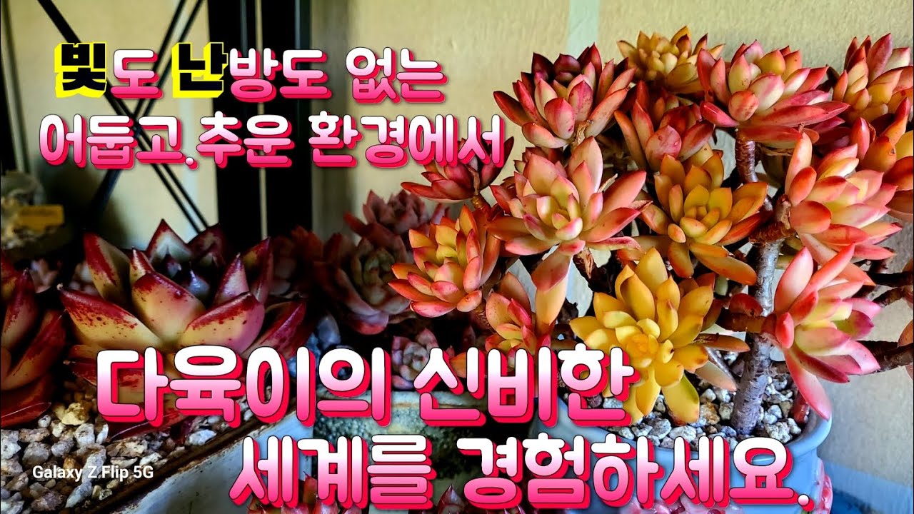 생장등도 없고난방도 안하는어둡고 추운 공간에서 살아남기 위한 다육이의 생존세계를 경험해보세요계단다육이베란다다육이