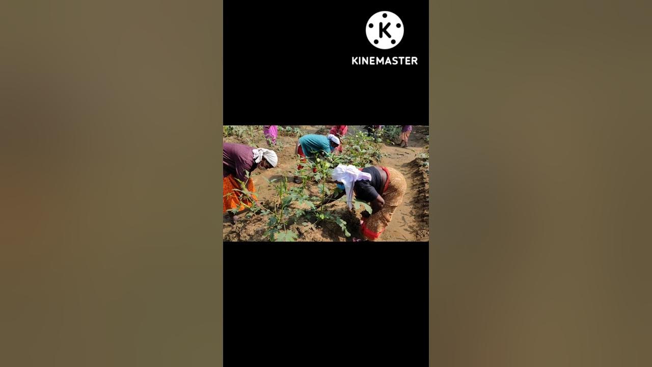 MGNREGS VADAKKEKARA GP, JSA WORK, LD/426124 - YouTube