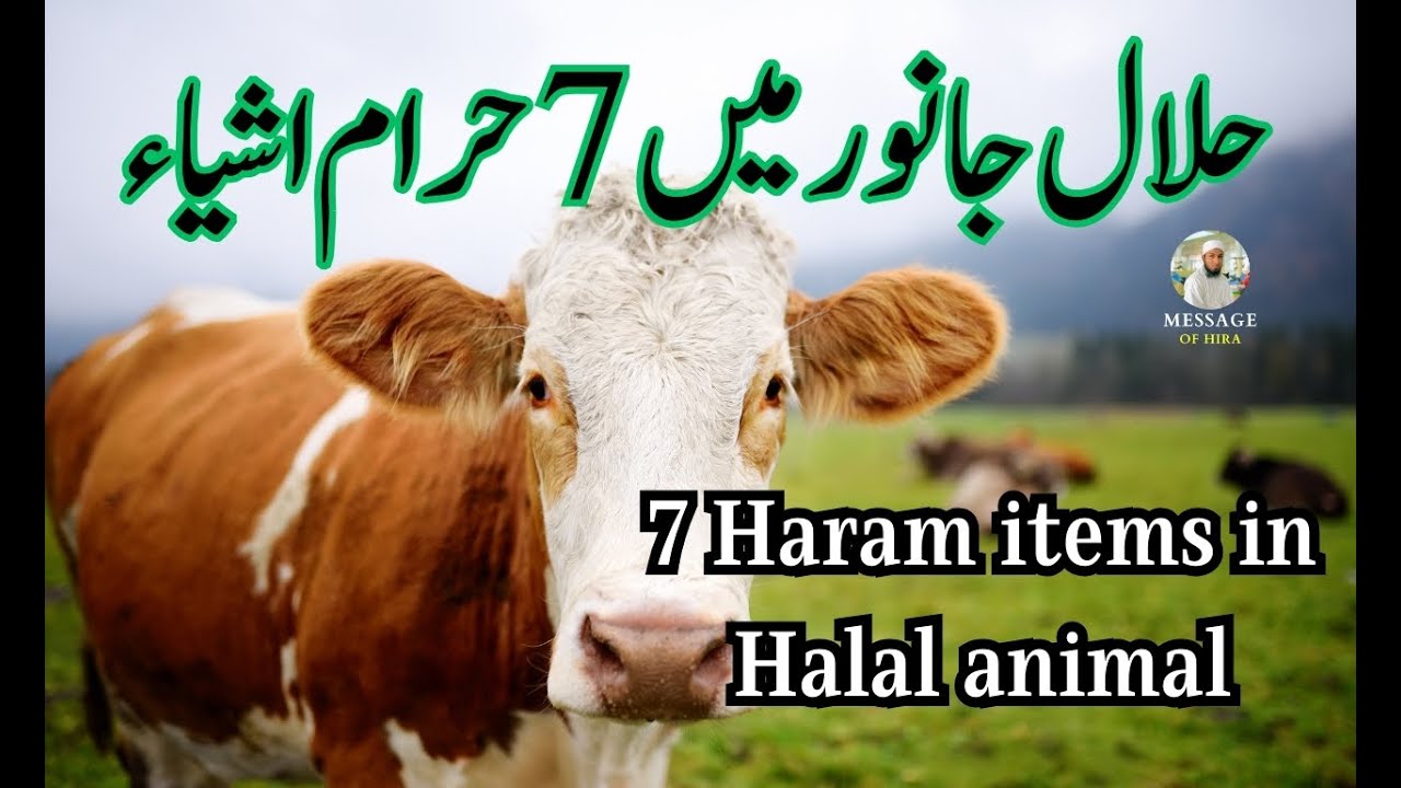 حلال جانور میں 7 حرام اشیاء | 7 Haram items in Halal animal #youtube ...