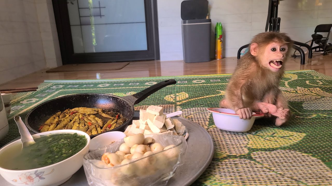 Monkey David has a strange expression while eating with his family ...