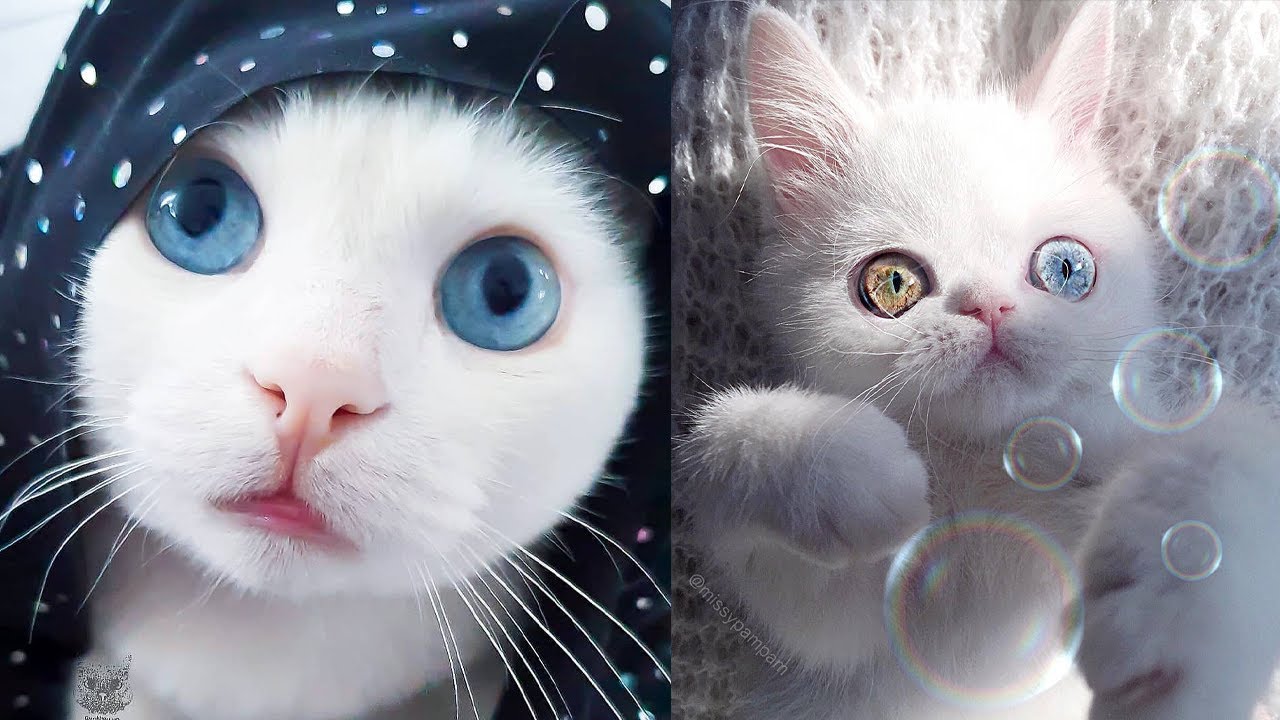 FUNNY ANİMALS AND CUTE PETS COMPİLATİON #20- Little Friends - YouTube