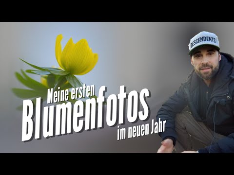 Naturfotografie: Meine ersten Blumenfotos im neuen Jahr - Winterlinge fotografieren