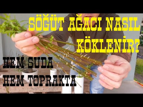 Söğüt ağacı nasıl köklendirilir?