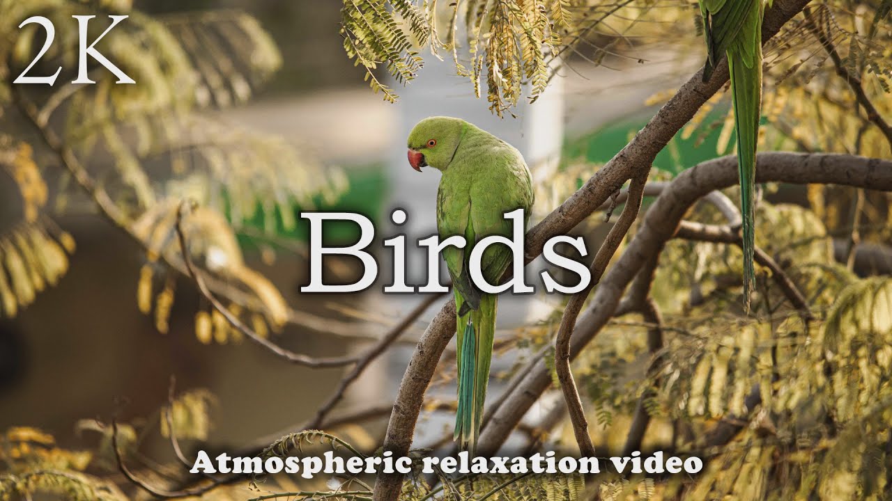 Colorful Birds 2K - Beautiful Video With Ambient Music - YouTube