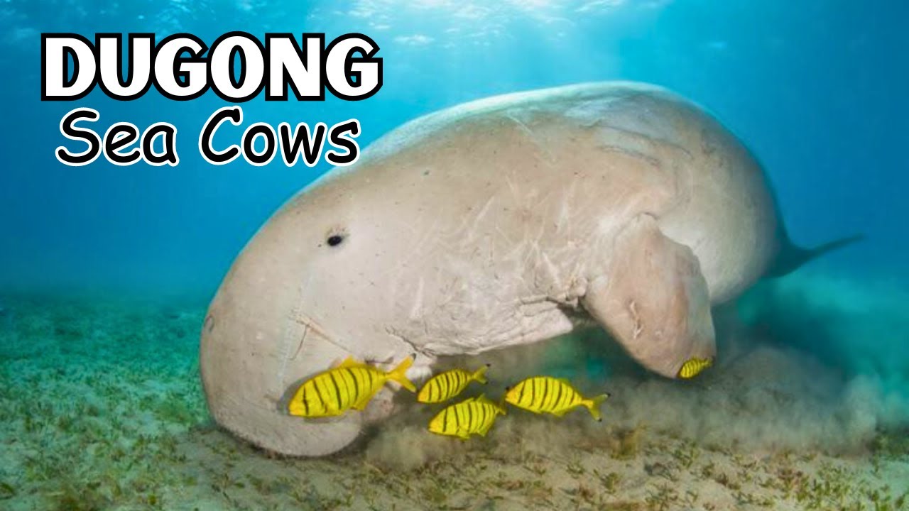 The Dugong: The Secretive Sea Cow - YouTube