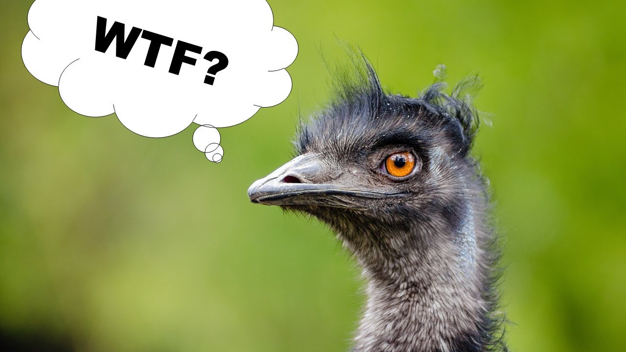 The Great Emu War - explained in 2 minutes - YouTube