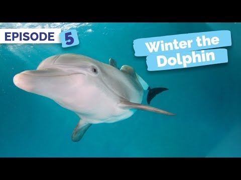 Winter Inspires – Winter the Dolphin: Saving Winter – Episode 5 - YouTube